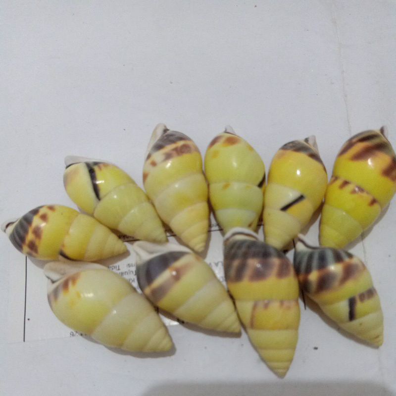 Jual KEONG DARAT /BUTOTI KUNING KEHIJAUAN BERCORAK | Shopee Indonesia