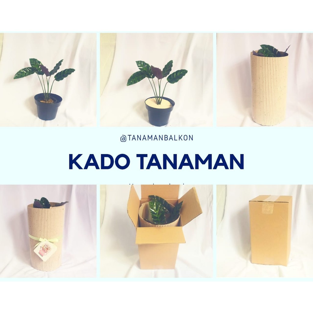 Jual KADO TANAMAN HIAS / HADIAH TANAMAN / PLANT GIFT/ Hampers / Parsel ...