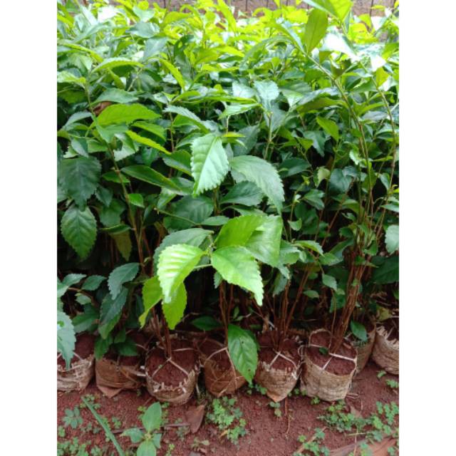 Jual Paket 100 polybag tanaman pagar teh tehan pohon pangkas | Shopee ...