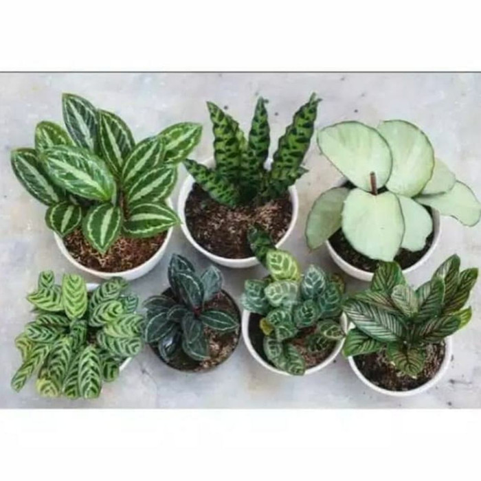 Jual paket 7 tanaman calathea +pot RIMBUN MAKMUR | Shopee Indonesia