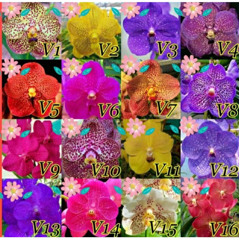 Jual promo!! tanaman hias anggrek Vanda mokara siap berbunga | Shopee ...