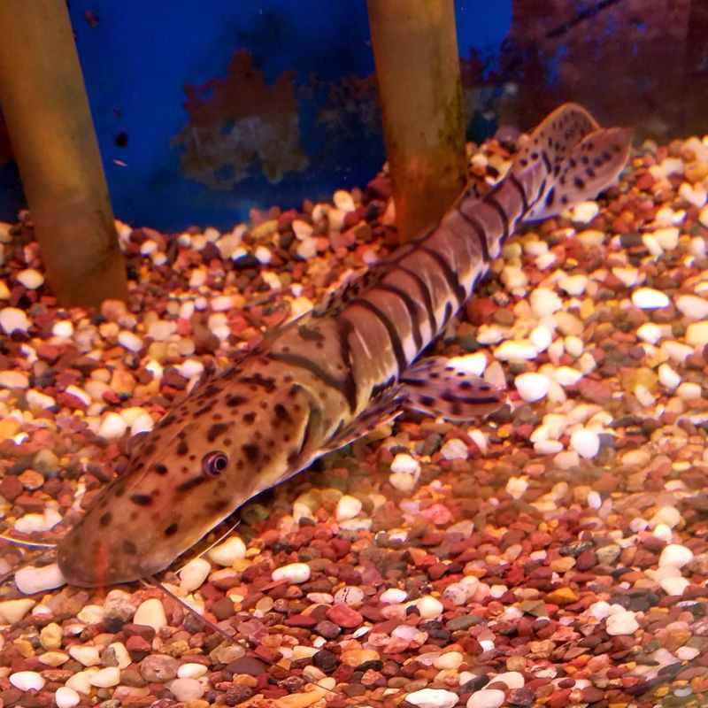 Harga Ikan Hias Predator RTC Terbaru Jan 2025 |BigGo Indonesia