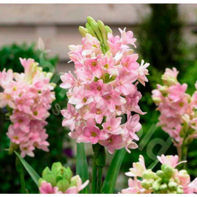 Jual Bunga Sedap malam murah umbi tunas (pink) | Shopee Indonesia