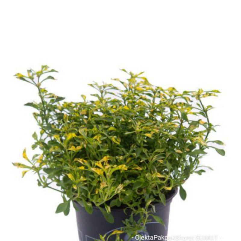 Jual Tanaman Hias Tanaman Hias Krokot Kuning Alternanthera ficoidea ...