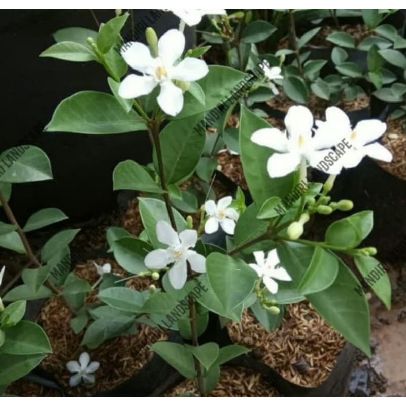 Jual Tanaman Hias Melati Yasmin Bunga Putih - Tanaman Melati | Shopee ...