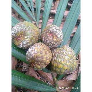 Jual BUAH RUMBIA 1 KG | BUAH SAGU | BUAH LANGGOKO | BUAH KIRAI | SALAK ...