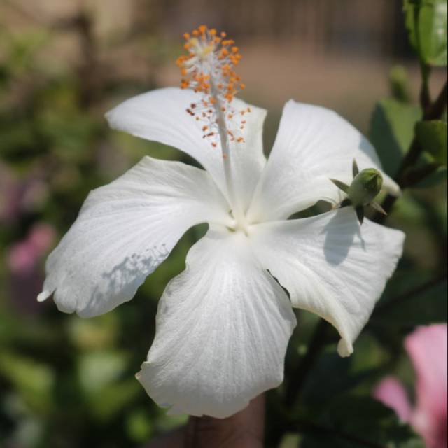 Jual Tanaman hias bunga sepatu putih klasik | tanaman hidup bunga ...