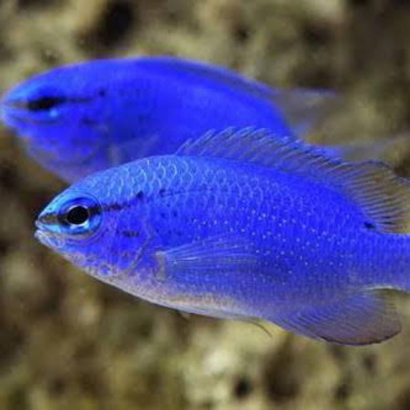 Jual Ikan Hias Blue Devil | Shopee Indonesia