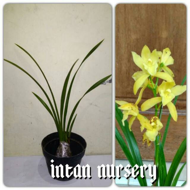 Paling Bagus 22+ Bunga Anggrek Tanah - Gambar Bunga Indah