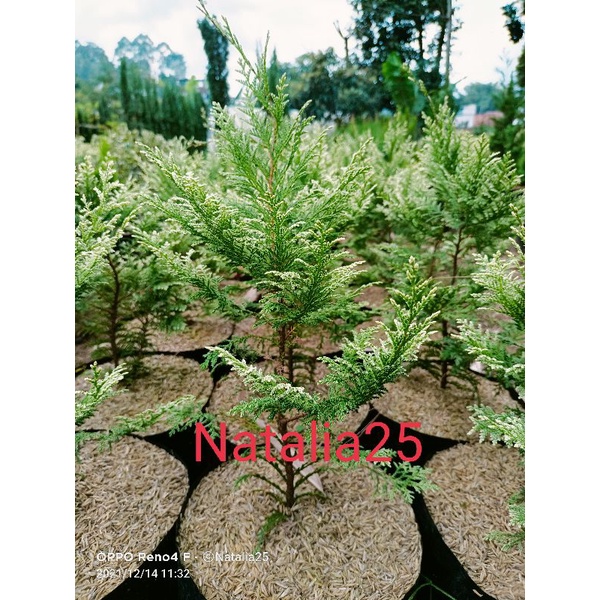 Jual Cemara Inoki Putih Outdoor | Shopee Indonesia