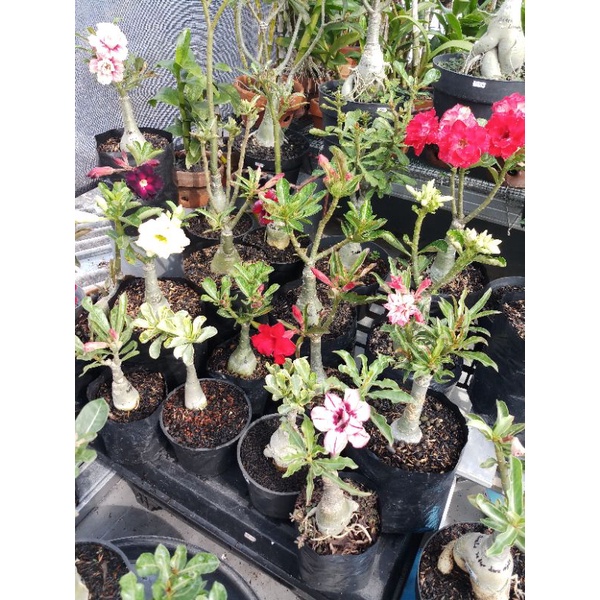 Jual 1k Adenium Grafting Bunga Tumpuk Shopee Indonesia