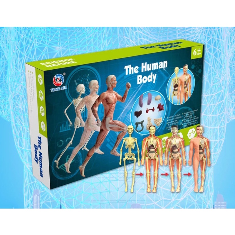 Jual the human body , puzzle 3d tubuh manusia, tulang dan organ dalam tubuh utk belajar anak ...