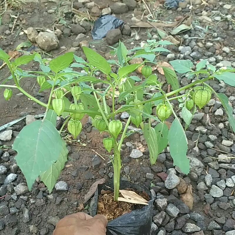 Jual Bibit Tanaman Buah Cecendet Ciplukan cecenet | Shopee Indonesia