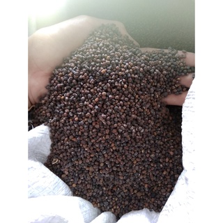 Jual Benih lcc pj pureraria javanica kualitas unggulan berat 1 kg ...