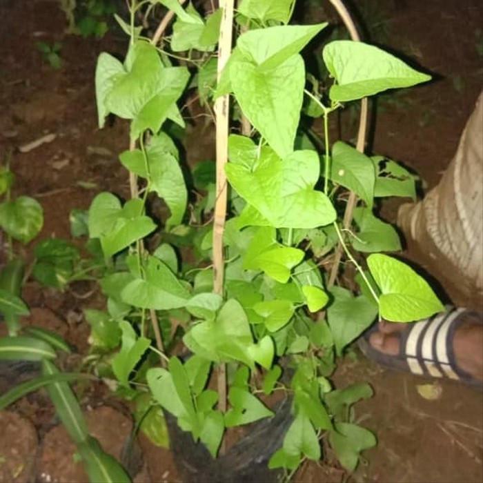 Jual tanaman hias rambat tumbergia - pohon thunbergia rambat bunga ...