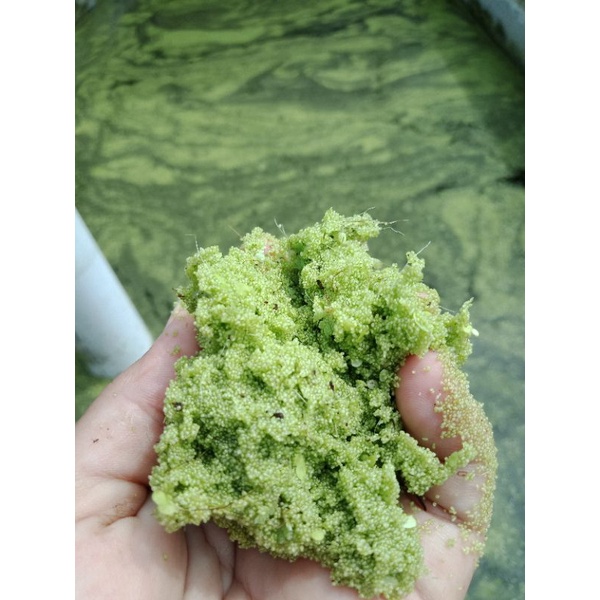 Jual Wolffia / bibit tumbuhan Wolffia (500 gr - 1000 gr) | Shopee Indonesia