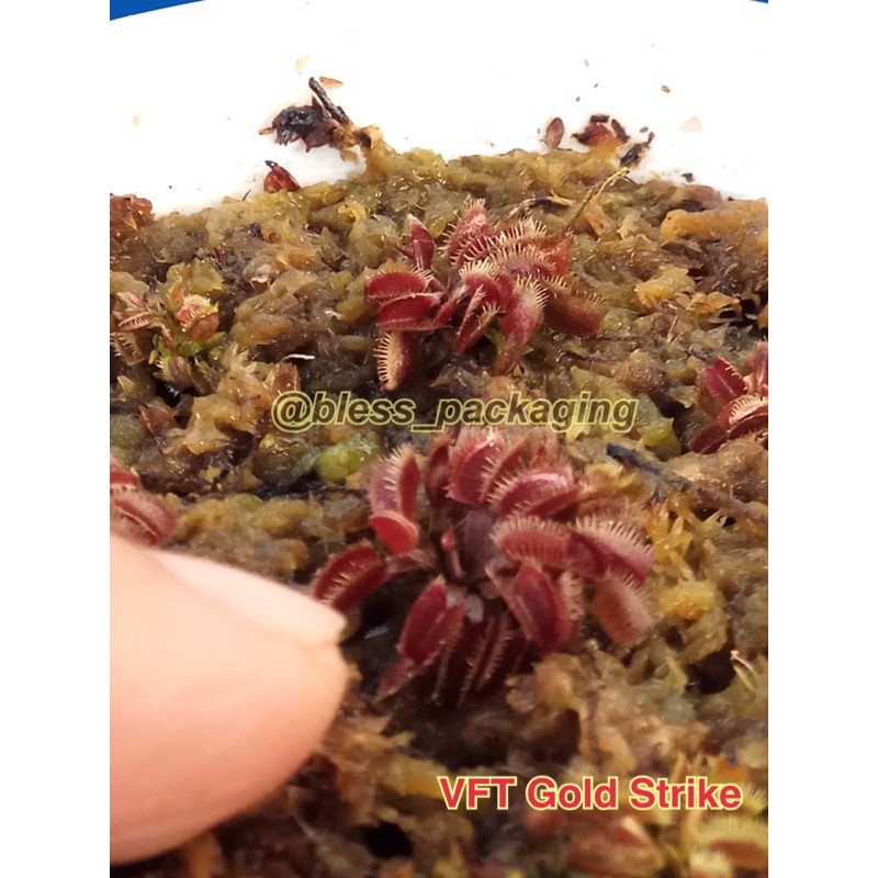 Jual Venus Flytrap Gold strike/ venus fly trap Gold Strike/ VFT Gold Strike/ Dionaea Muspicula ...