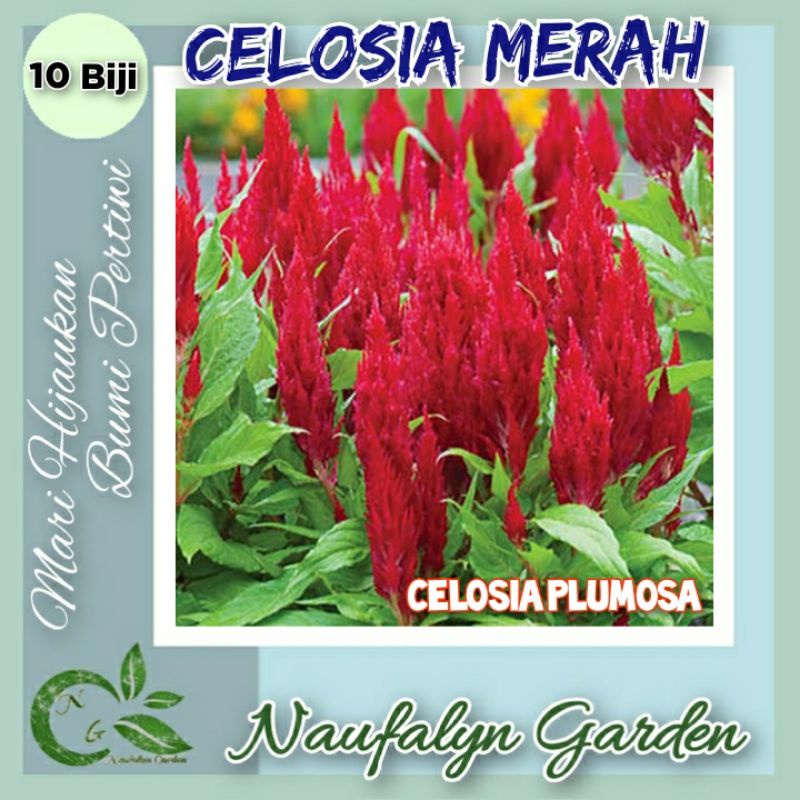 Jual 10 Benih Bunga Celosia Plumosa Merah Benih Biji Bibit Bunga Hias ...
