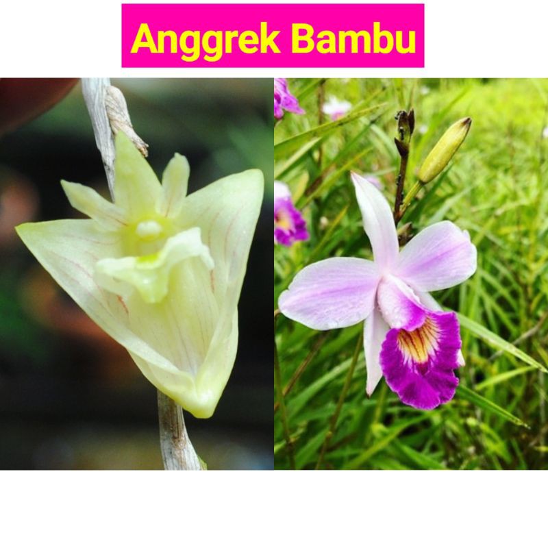 14+ Gambar Bunga Anggrek Bambu yang Wajib Disimak! - Informasi Seputar ...