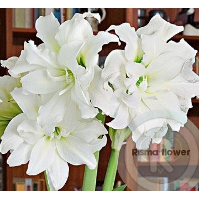 Jual Tanaman hias Bakung amarilis bunga tumpuk putih ( pohon hias hidup ...