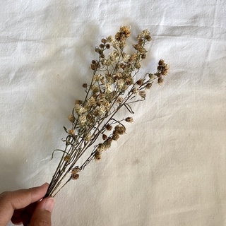 Jual Bunga Pikok Putih Kering / Dried flower pikok | Shopee Indonesia