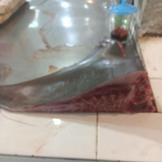 Jual Ikan Pari Potong Segar 1kg | Shopee Indonesia
