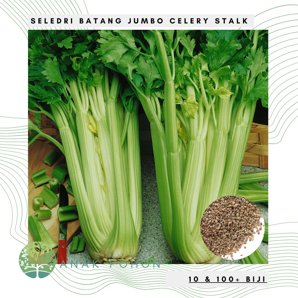 Jual Benih Bibit Biji - Seledri Batang Besar Jumbo Celery Stalk Seeds ...