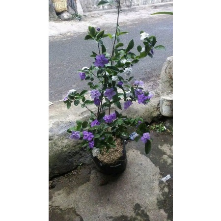 Jual melati Costa Kosta bunga Wangi semerbak tanaman hias | Shopee ...