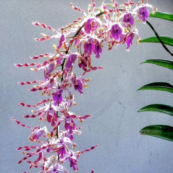 Jual Anggrek Dendrobium Keriting Pra Remaja ID Exclusive Usia 10 Sampai ...