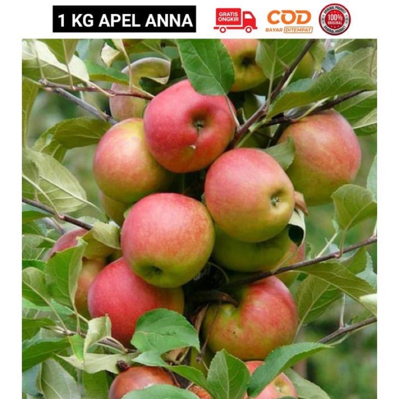 Jual Buah Apel Anna Fres baru petik Kota Grid A Batu Malang Berat 1 Kg ...