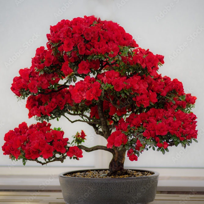 Jual tanaman hias azalea bunga merah - azalea red bird | Jenis tanaman ...