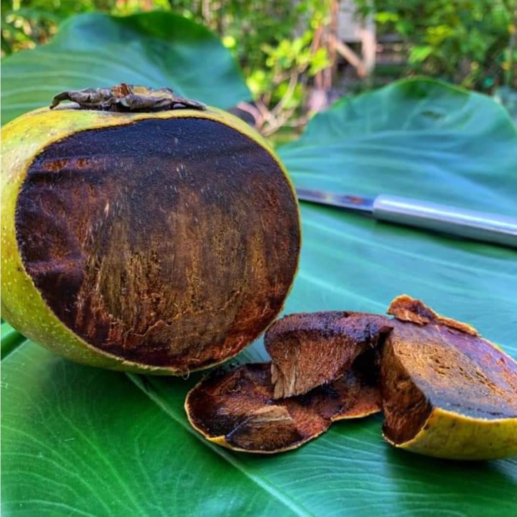 Jual BUAH BLACK SAPOTE SEGAR FRESH PETIK | Shopee Indonesia Jual BUAH BLACK SAPOTE SEGAR FRESH PETIK | Shopee Indonesia