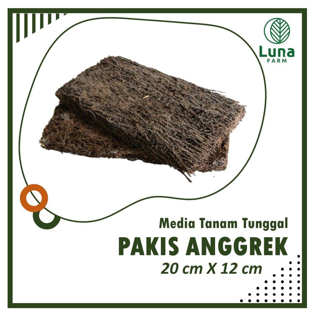 Jual Media Tanam Pakis Kotak Ukuran 20x12 cm Cocok Untuk Anggrek 20 cm ...