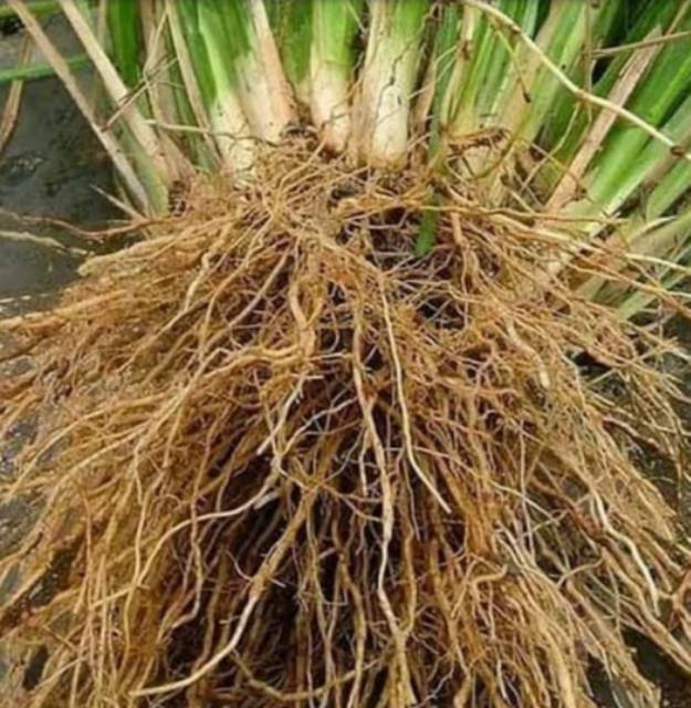 18+ Gambar Akar Tanaman Rumput Jaman Now - Informasi Seputar Tanaman Hias