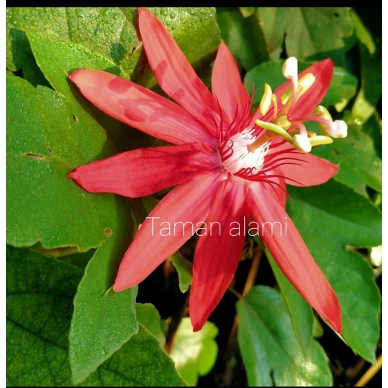 Jual Pasiflora bunga merah - tanaman rambat pasiflora | Shopee Indonesia