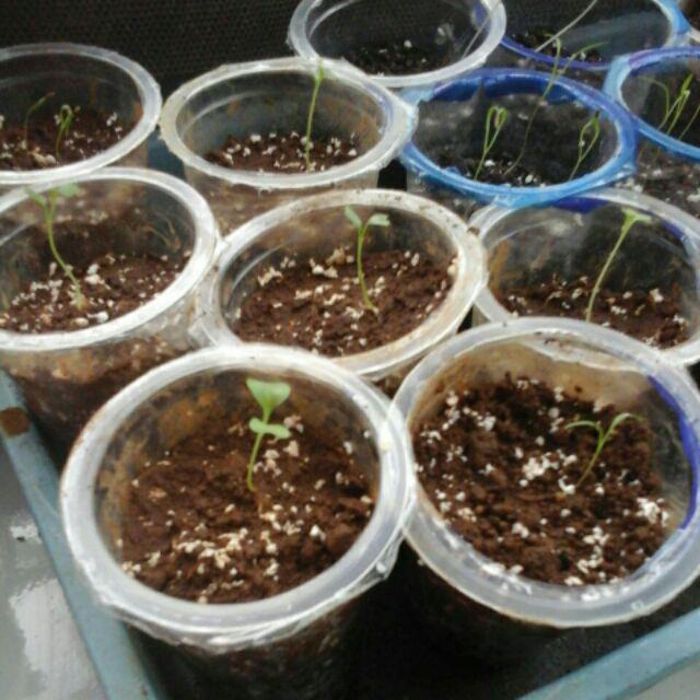 Benih-Bibit Bunga Marigold Petite Mix (Haira Seed) | Shopee Indonesia