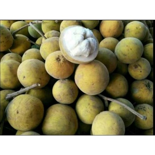 Jual Buah Ketapi Manis Khas Kalimantan 1100kg Indonesia|Shopee Indonesia