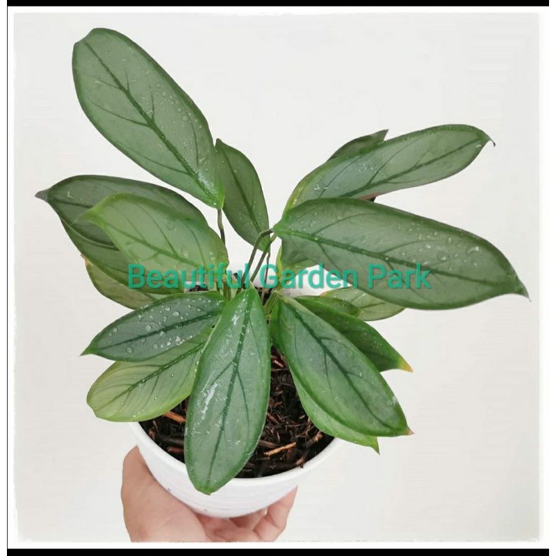 Jual Tanaman Hias Calathea Setosa grey star - Tanaman Jenis Calathea ... Jual Tanaman Hias Calathea Setosa grey star - Tanaman Jenis Calathea ...