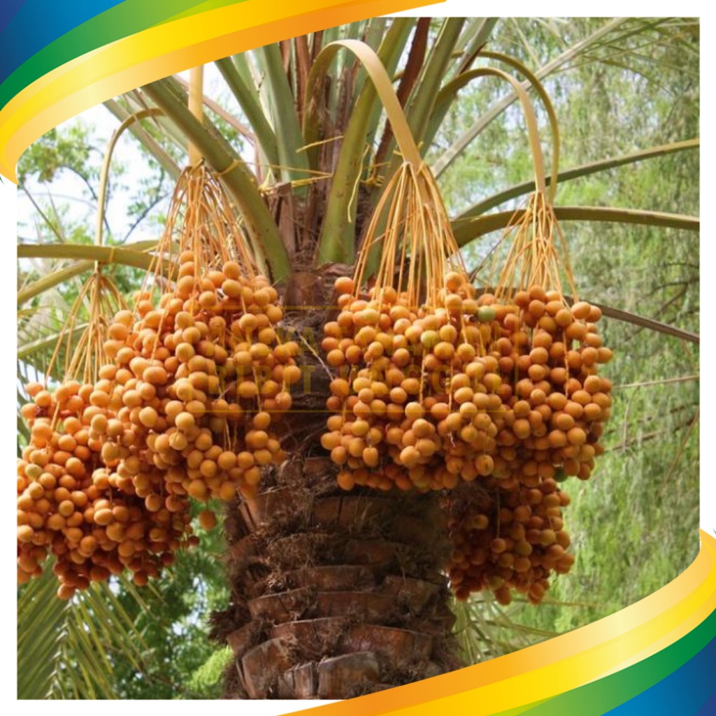 Jual Bibit Kurma Ajwa Tropis Asli/Bibit Kurma Unggul/Benih Tanaman ...