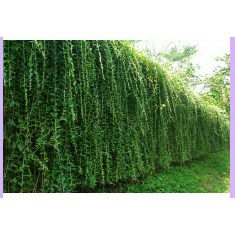 Jual Bibit Lee Kwan Yew tanaman rambat li kuan yu | Shopee Indonesia