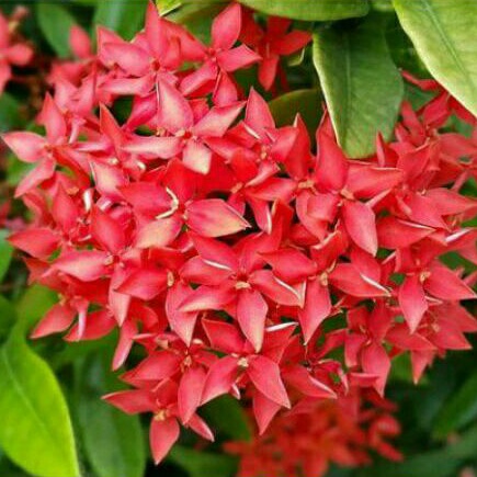 Jual PROMO Bunga Asoka Merah (Siap Berbunga) | Shopee Indonesia