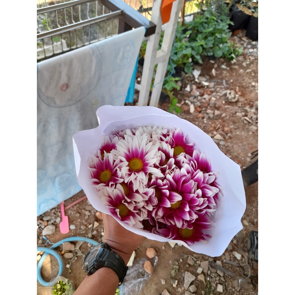 Jual Bunga ASTER Potong / Segar Warna MIX UNGU per ikat 10 batang Murah ...
