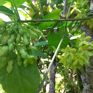 Jual Bibit tanaman rambat bunga tongkeng sayur wangi/pakalana vine ...