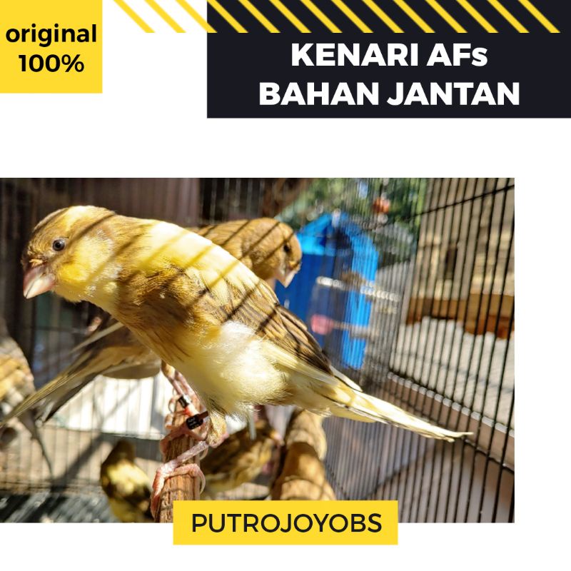 Jual BURUNG KENARI AF SUPER AFS JANTAN BAHAN PILIHAN Indonesia|Shopee ...