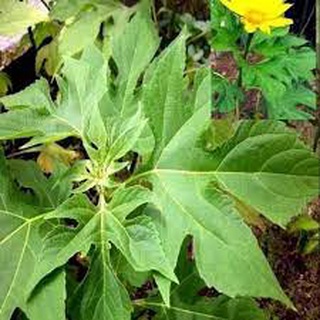 Jual Bibit Tanaman Herbal Daun Insulin Pohon Insulin | Shopee Indonesia