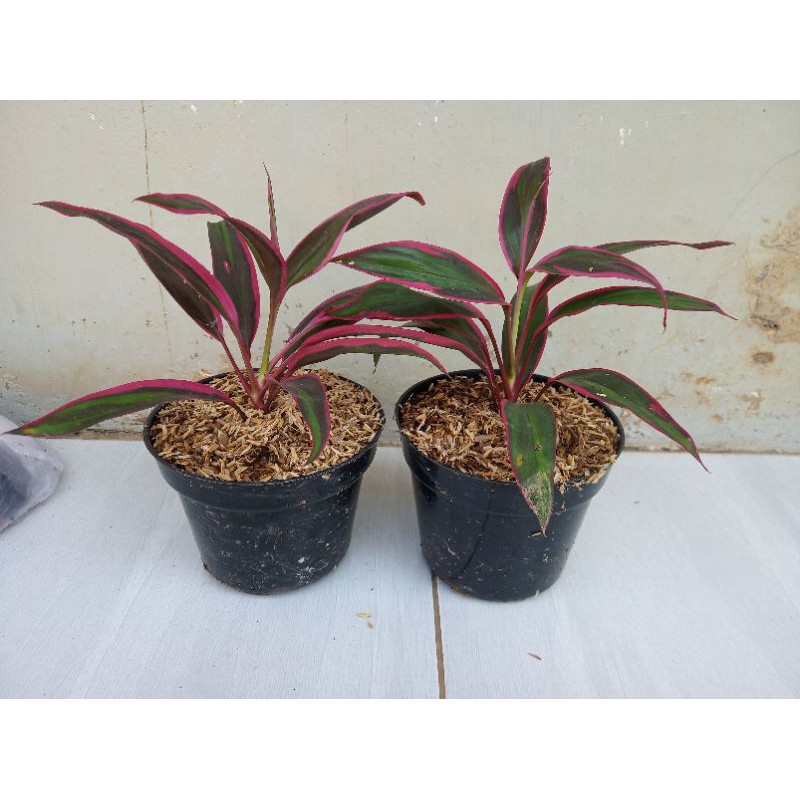 Jual Tanaman Hias Hanjuang Merah Mini Pohon Andong Merah Mini | Shopee ...