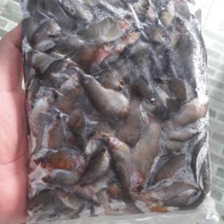 Jual IKAN CERE LAUT BEKU Indonesia|Shopee Indonesia