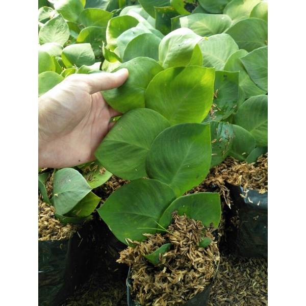 Jual Tanaman rambat dolar daun besar - Pohon dollar rambat besar ...