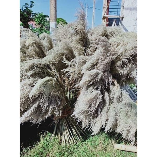 Harga Pampas Grass Terbaru Jun 2026 | BigGo Indonesia