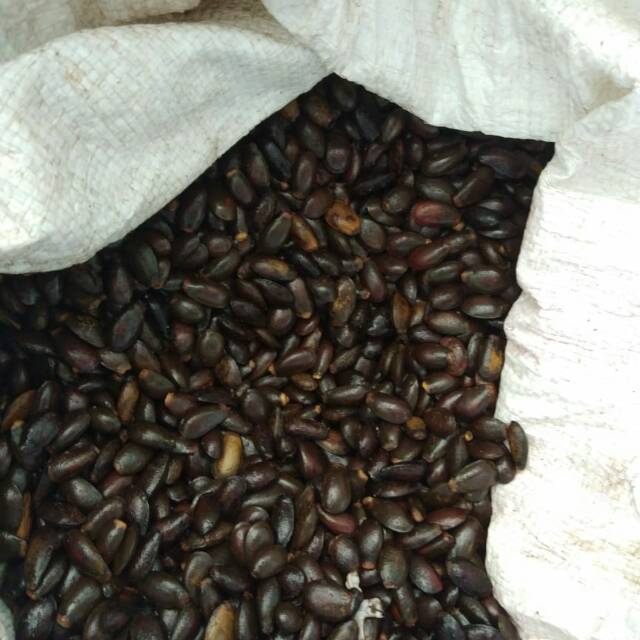 Jual Benih Biji Buah Sirsat - sirsak Pilihan 1Kg Benih Biji/Biji/Benih ... Jual Benih Biji Buah Sirsat - sirsak Pilihan 1Kg Benih Biji/Biji/Benih ...